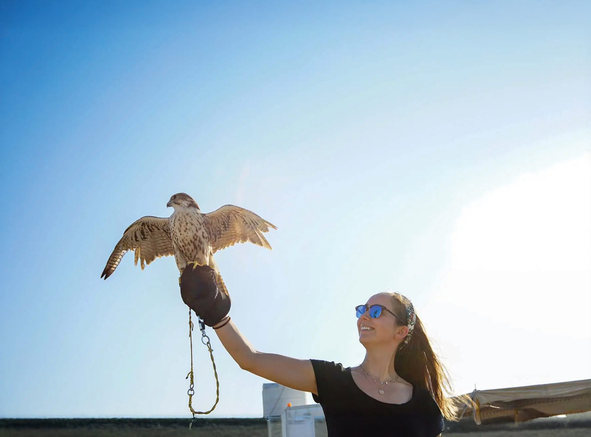 Falconry Experience in Qatar | Falcon Souq & Falcon Hospital Tour (2 Hrs)